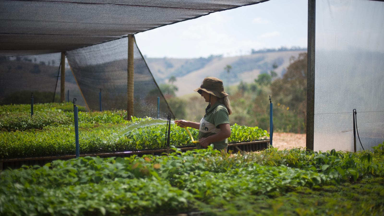 Ecosia's reforestation efforts in Brazil