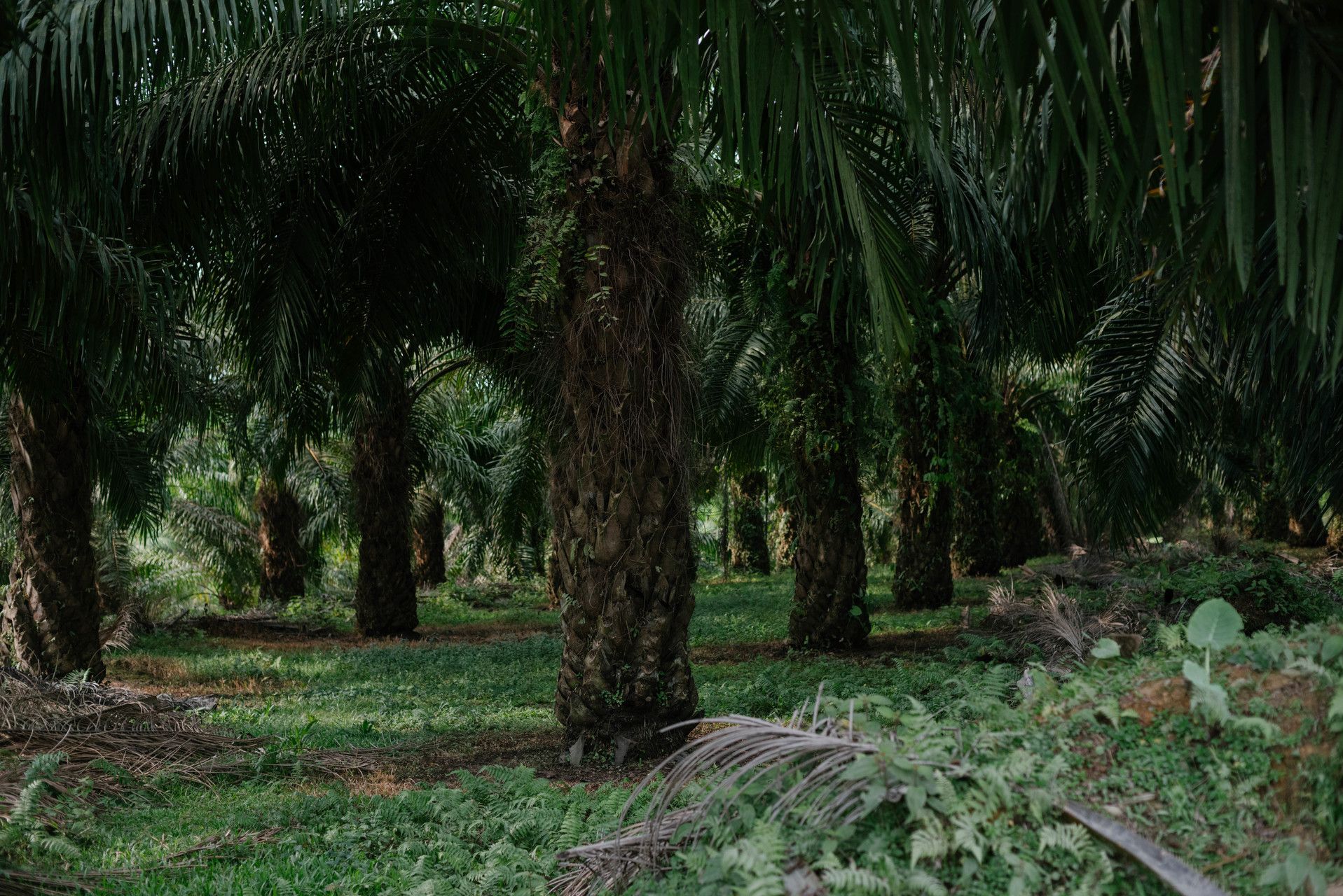 Is everyone getting tree planting wrong? Here’s how to get it right!