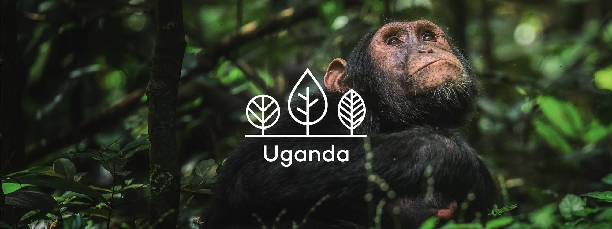 Your trees in Uganda