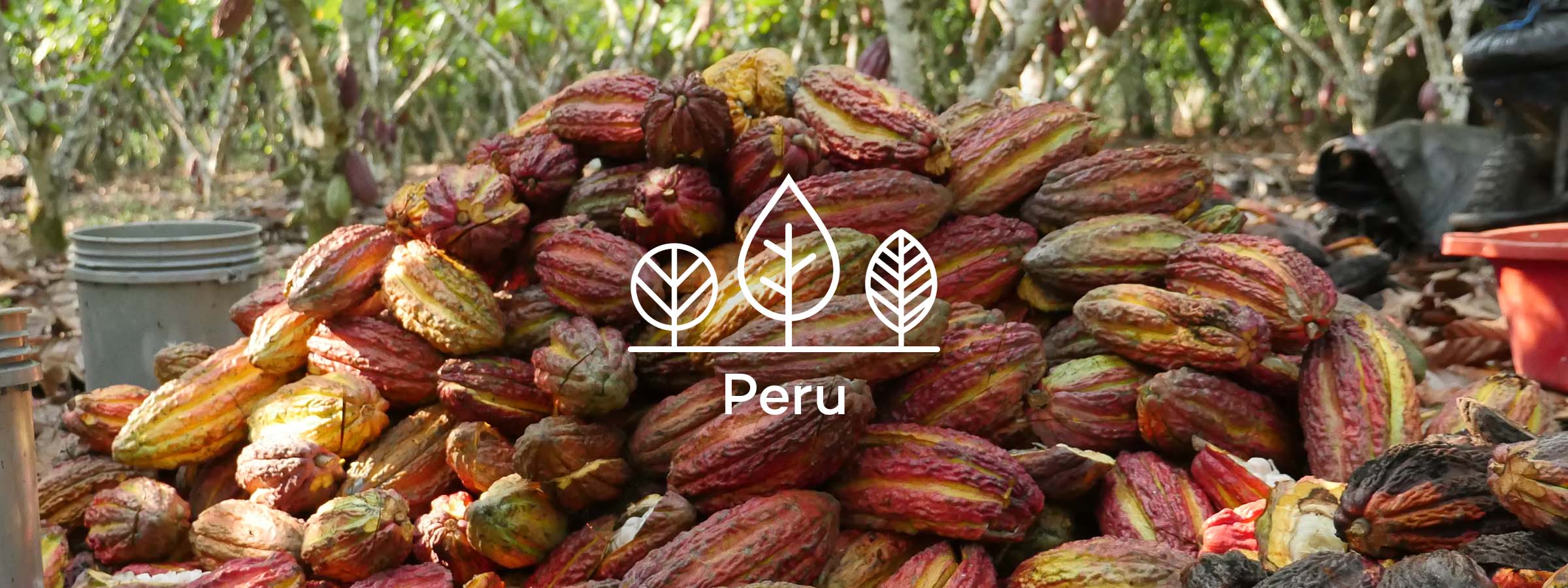 Ecosia's trees in Peru