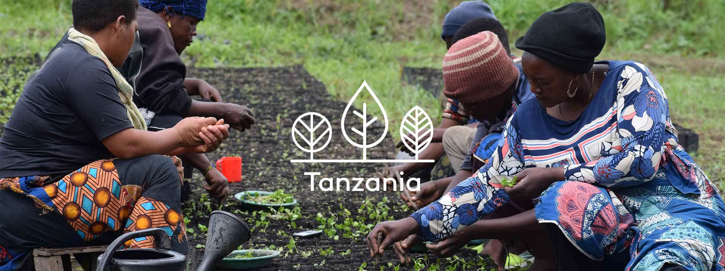 Ecosia is planting trees in Tanzania