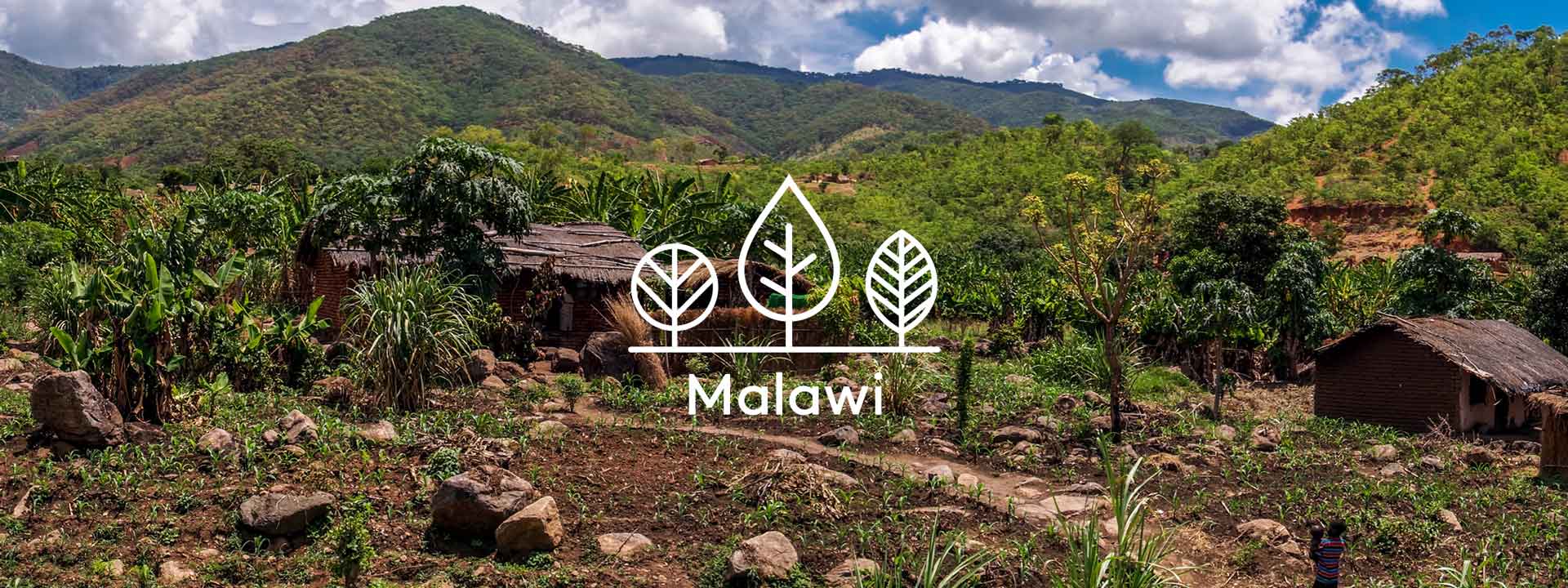 Your trees in Malawi