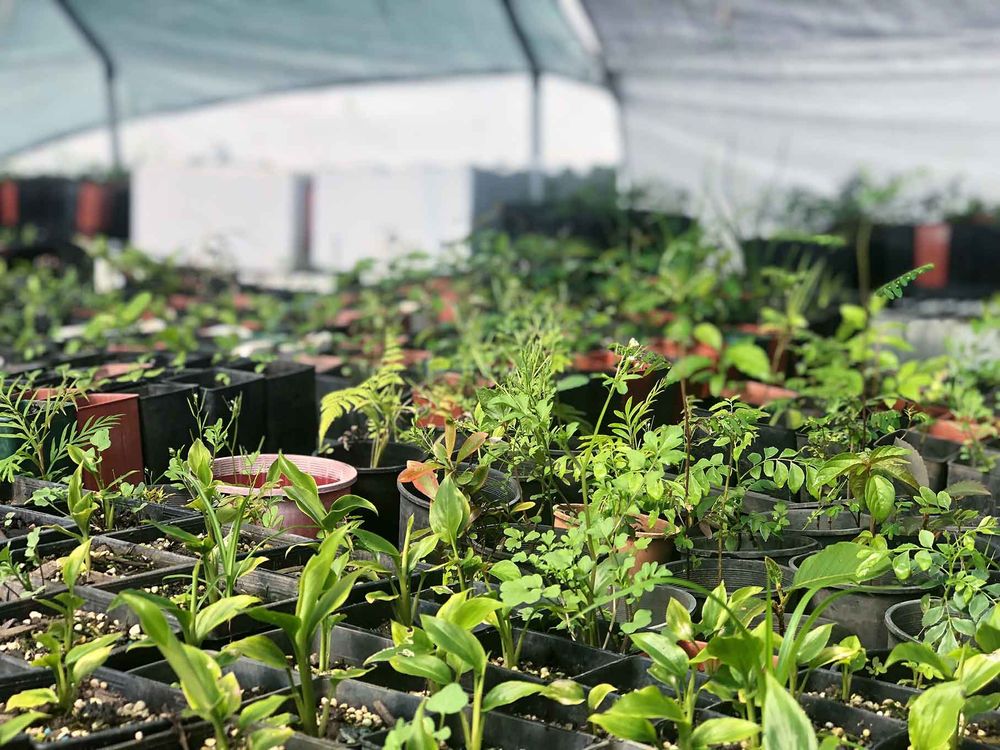 Ecosia plants trees in Australia after bushfires