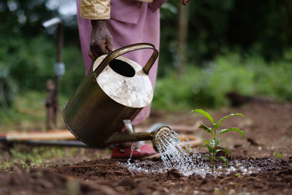 Wangari Maathai’s tree revolution