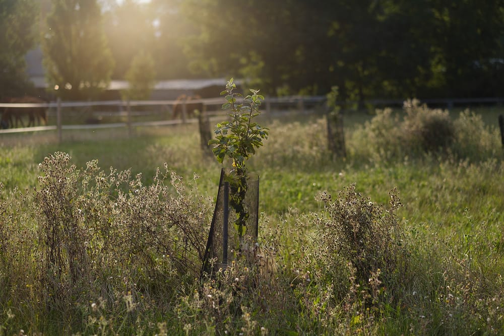 Our climate impact projects