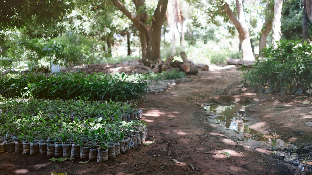 Ecosia's trees throughout the world