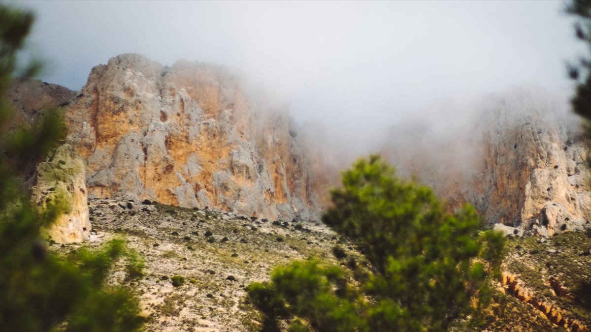 Ecosia's Tree-Planting Update 26