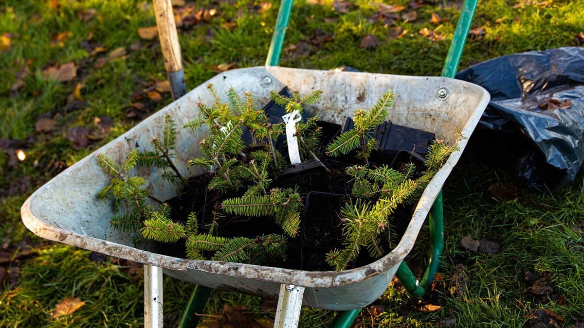 Ecosia trees are going in the ground near NHS hospitals across the UK