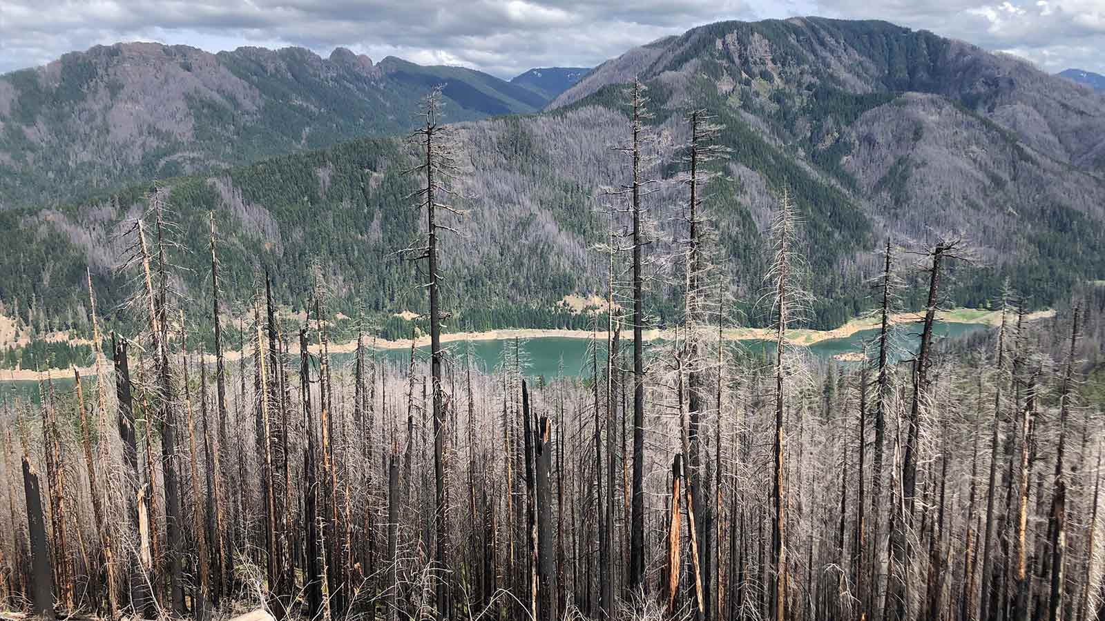 Ecosia plants trees in Oregon to restore fire scar