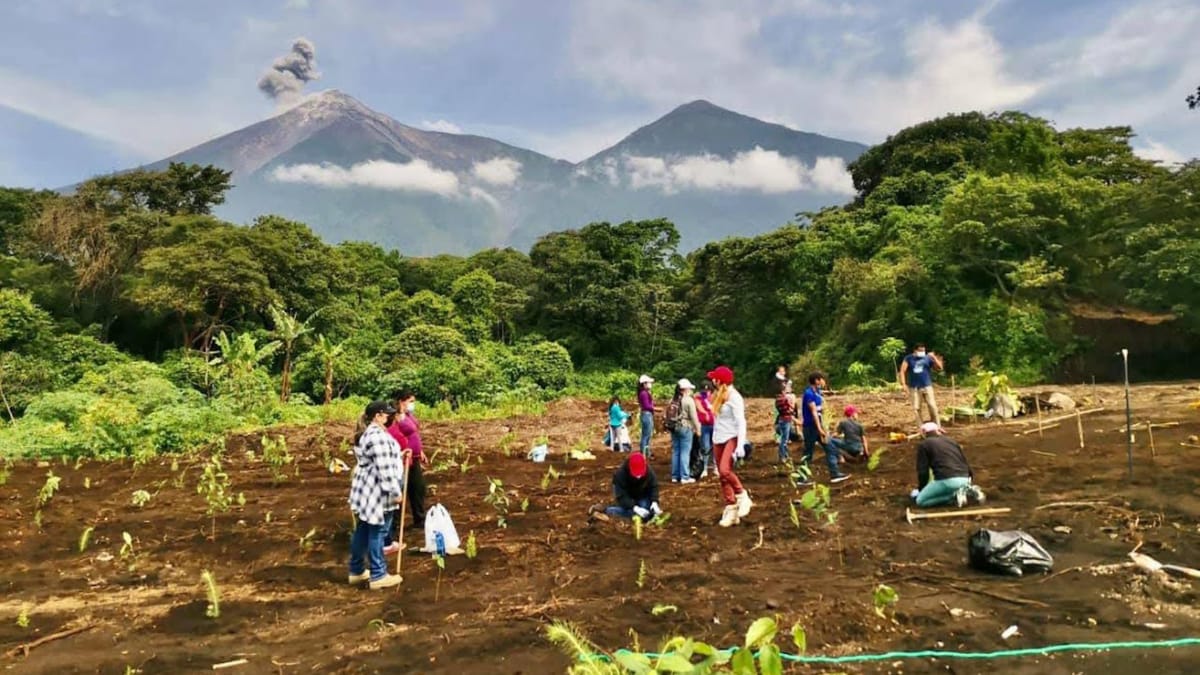 Tree-Planting Update: Episode 31