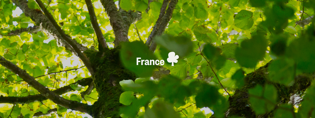 Your trees in France