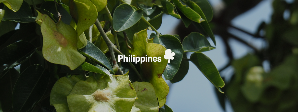 Your trees in the Philippines
