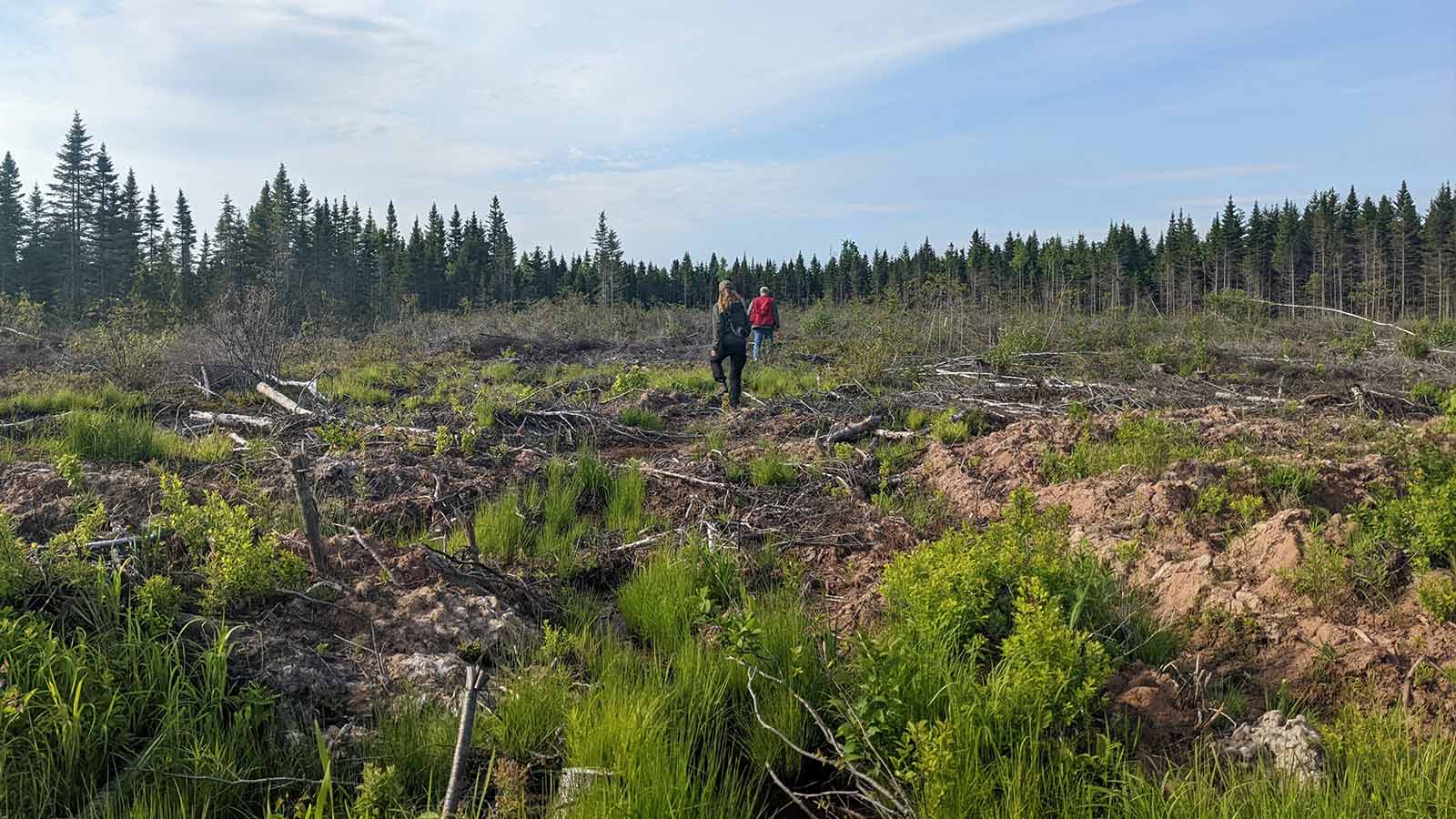 View from the ground: what the Inflation Reduction Act means for trees