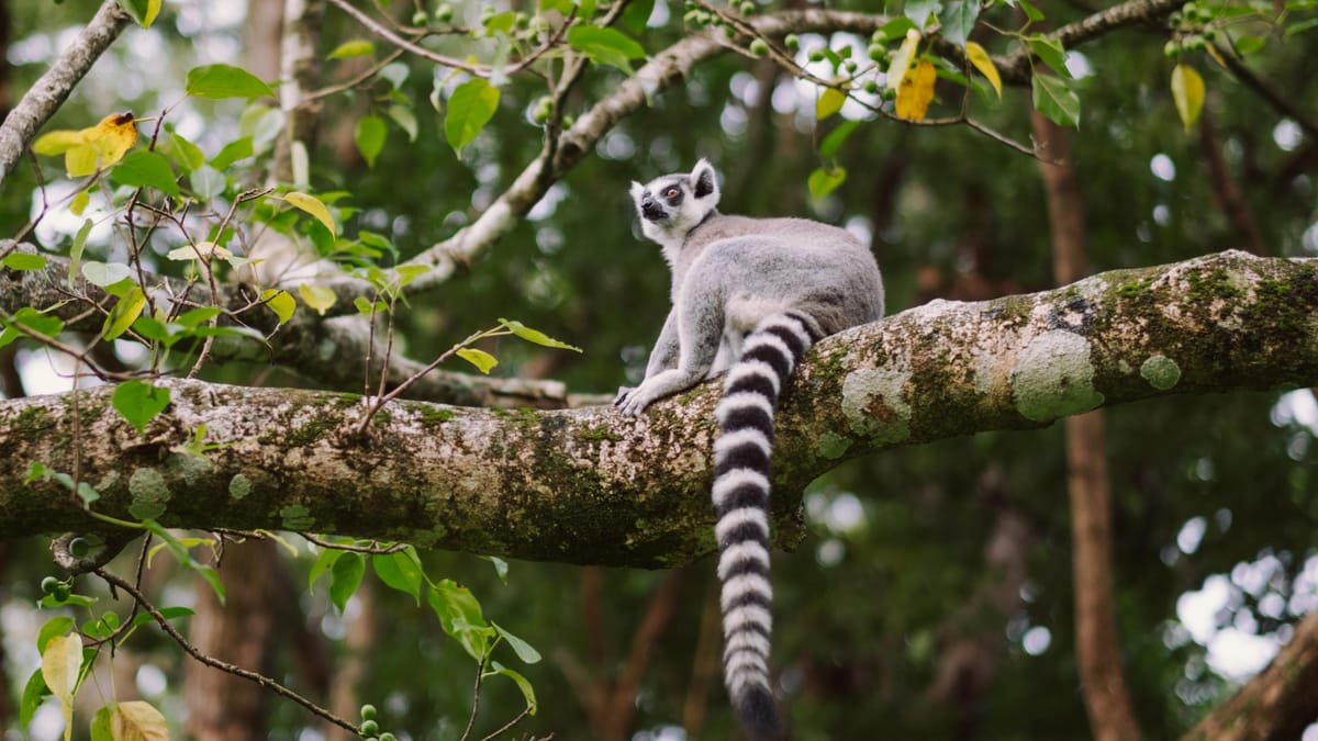 Tree Planting Update Episode 36