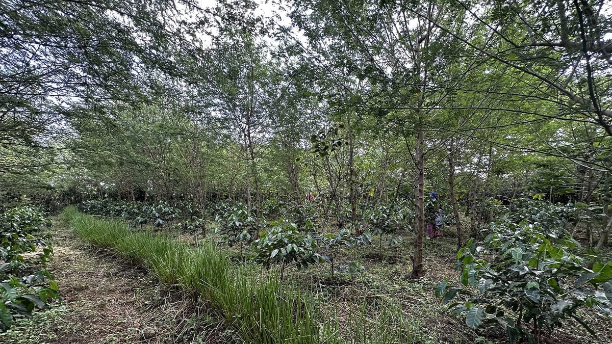 Tree Planting Update Episode 37