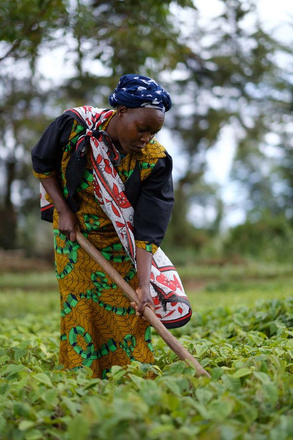 Wangari Maathai’s tree revolution