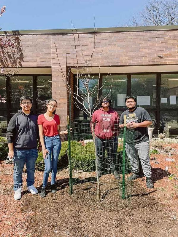 From LA to London: why we’re planting urban trees