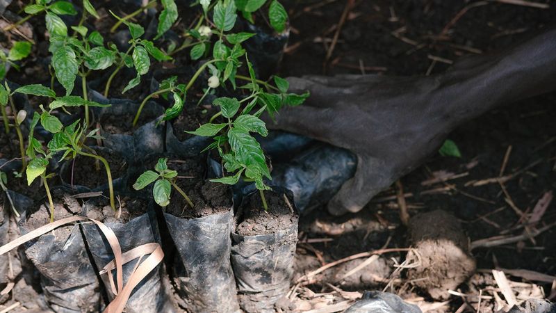 Ecosia is planting trees in Uganda