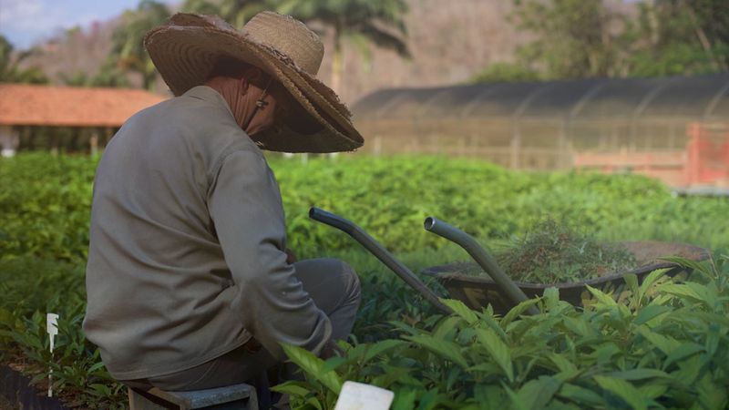 Ecosia's reforestation efforts in Brazil