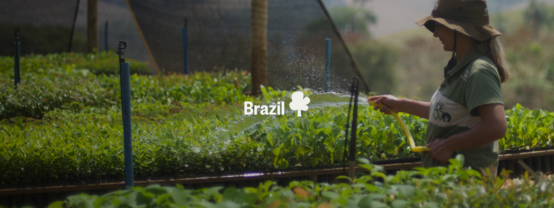 Where Ecosia plants trees | Projects by country