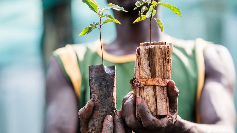 Your trees in Uganda