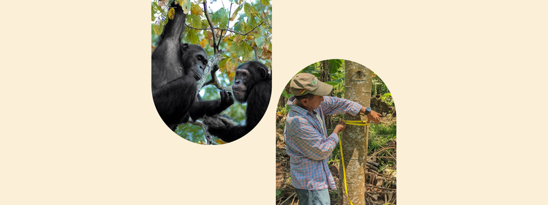 How trees reduce air pollution